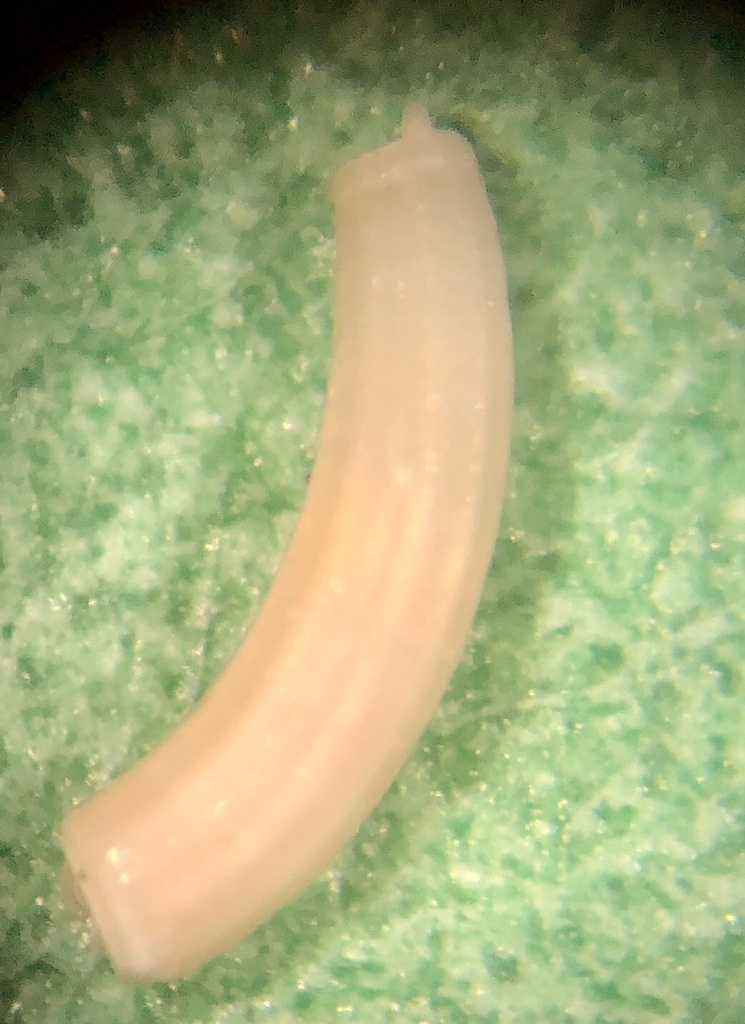 Caecum cooperi from Atlantic Ocean, Dauphin Island, AL, US on February ...