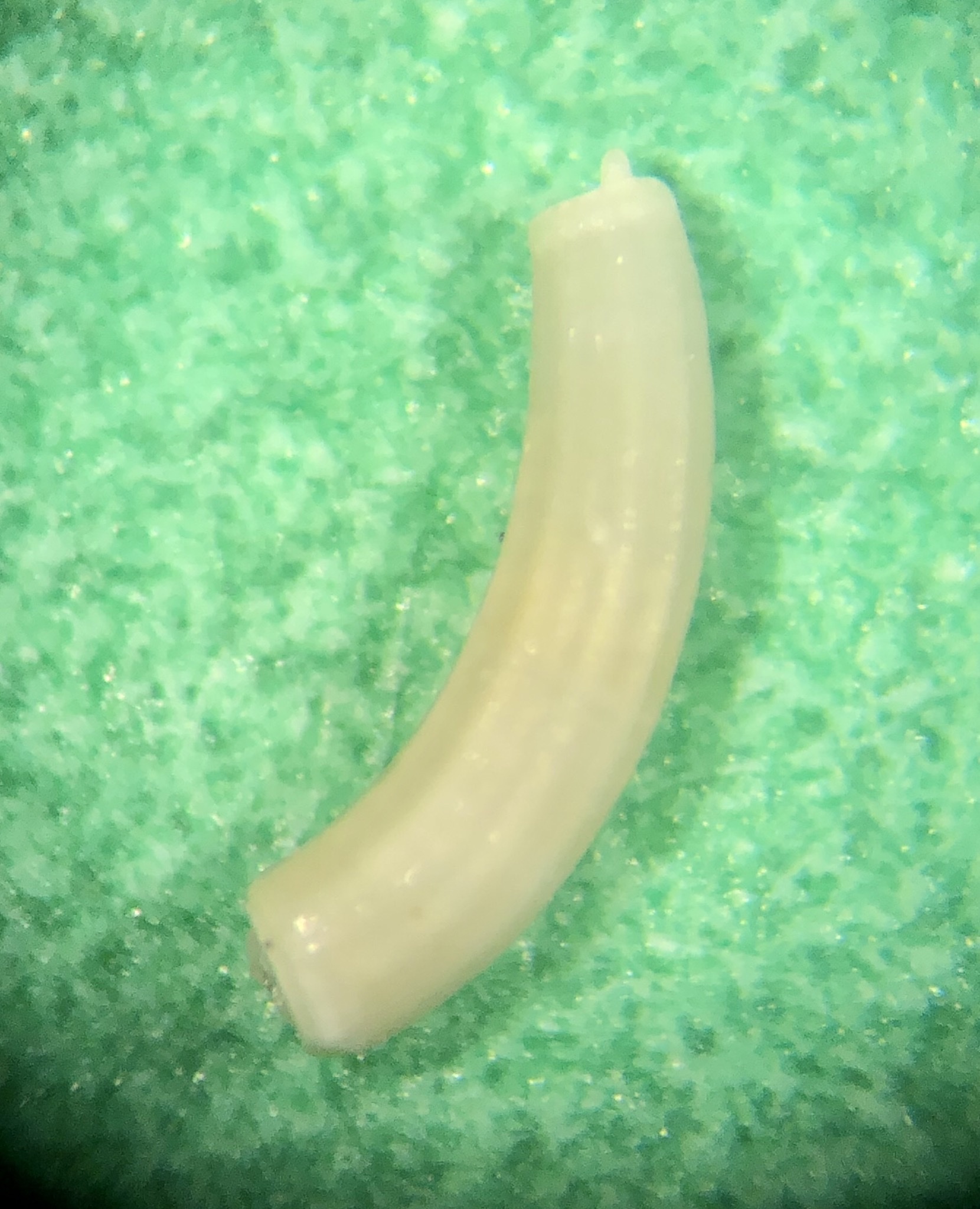 Caecum cooperi S.Smith, 1860