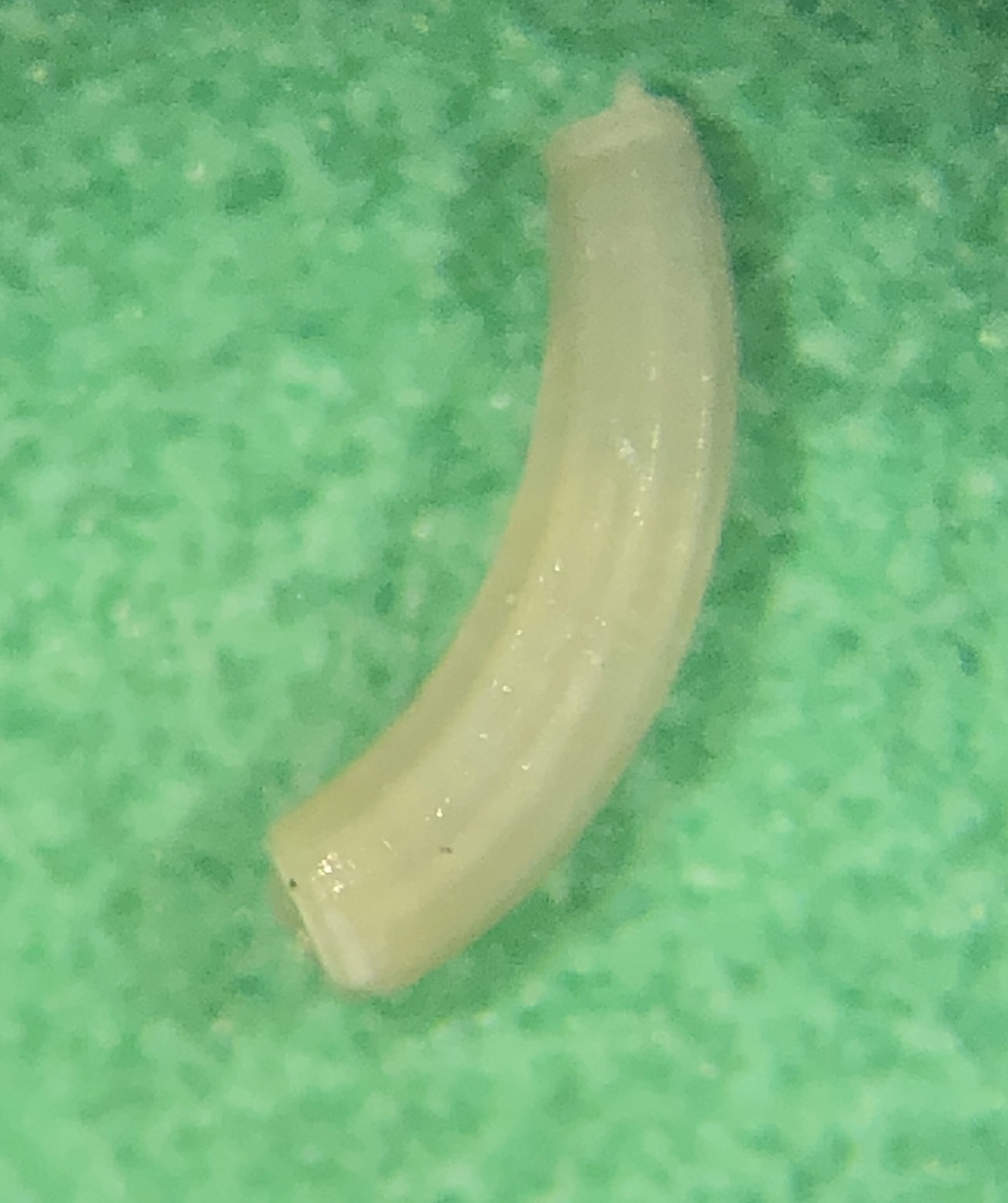 Caecum cooperi S.Smith, 1860