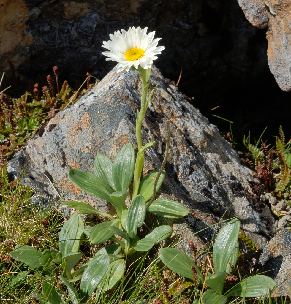 Haast's Mountain Daisy from Selwyn District, Canterbury, New Zealand on ...