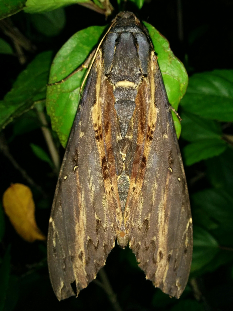 Neococytius cluentius (Mariposas y Polillas de Bucaramanga) · iNaturalist