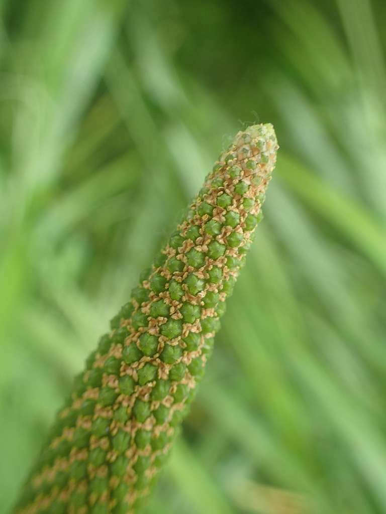 Sweet-Flags (Acorales) - Botanical Realm