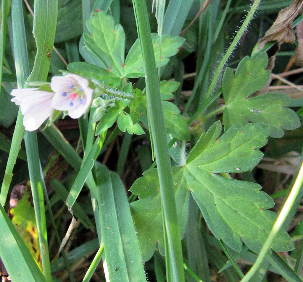 Thunberg's Geranium (Geranium Family of North America) · iNaturalist