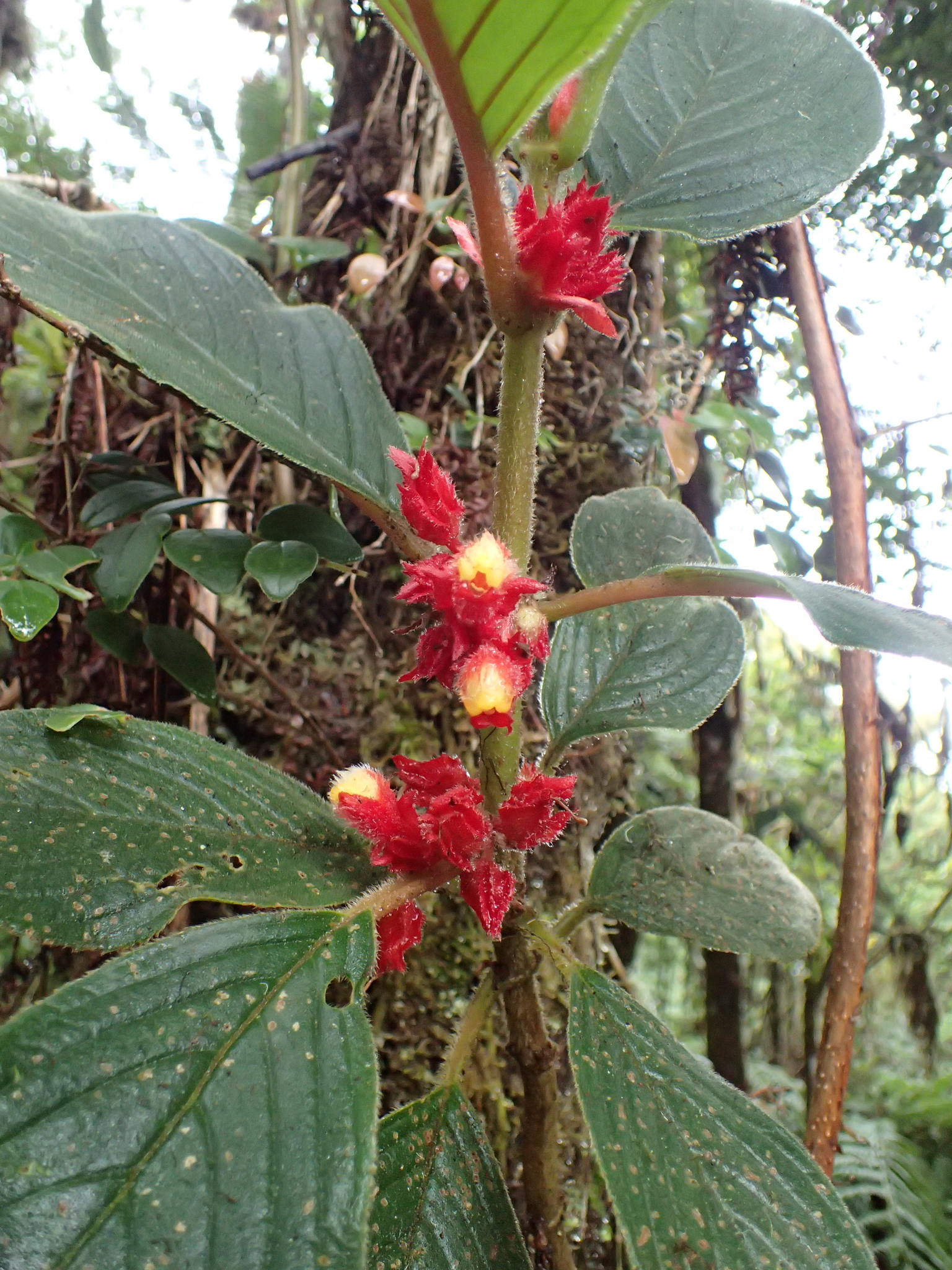 Glossoloma ichthyoderma (Hanst.) J.L.Clark