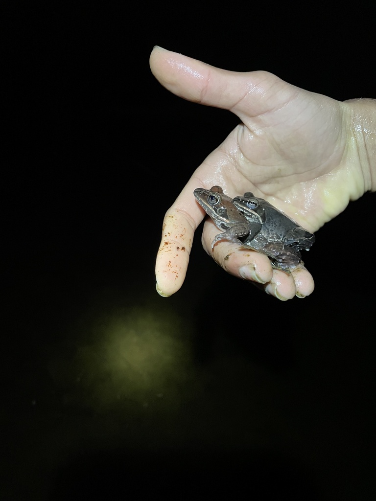 Wood Frog in March 2021 by Adit Nehra. Sorry for interrupting · iNaturalist