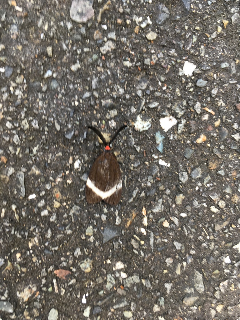 Pidorus atratus from Tachibana, Mugi, Kaifu District, Tokushima 775 ...