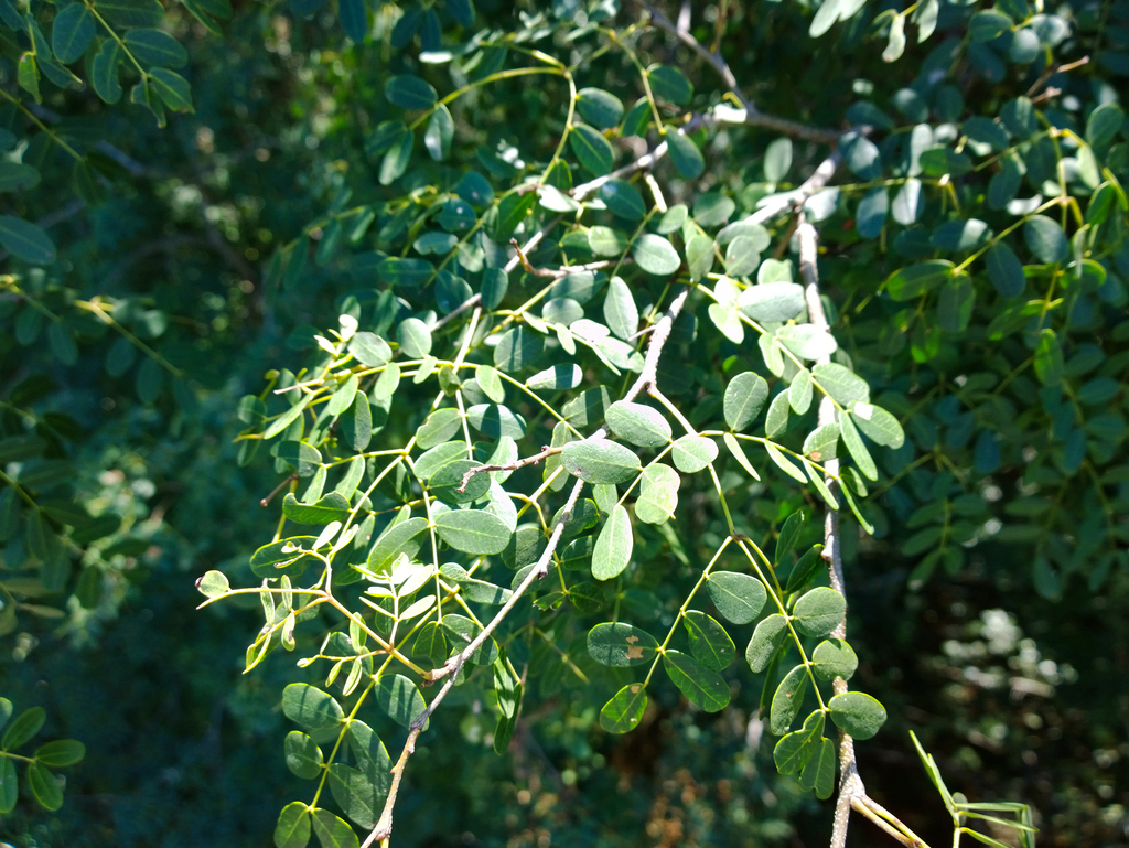 (Libidibia sclerocarpa) - Botanical Realm