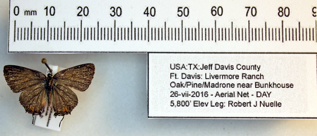 Hairstreaks from Livermore Ranch on July 26, 2016 by Robert J. "Bob ...
