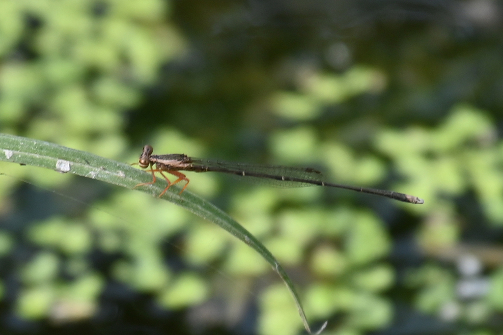 Yellow featherlegs from Charholi Budruk, Maharashtra 412105, India on ...