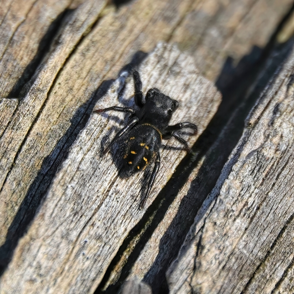 Johnson's Jumping Spider from Nanaimo, BC, Canada on February 4, 2026 ...