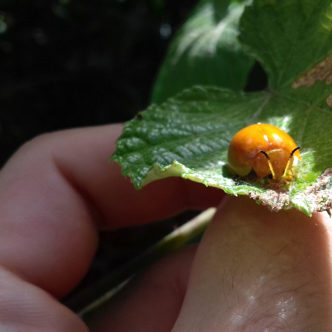 Oides maculatus (Olivier, 1807)