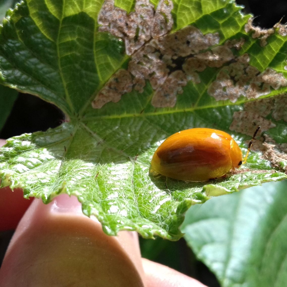 Oides maculatus (Olivier, 1807)