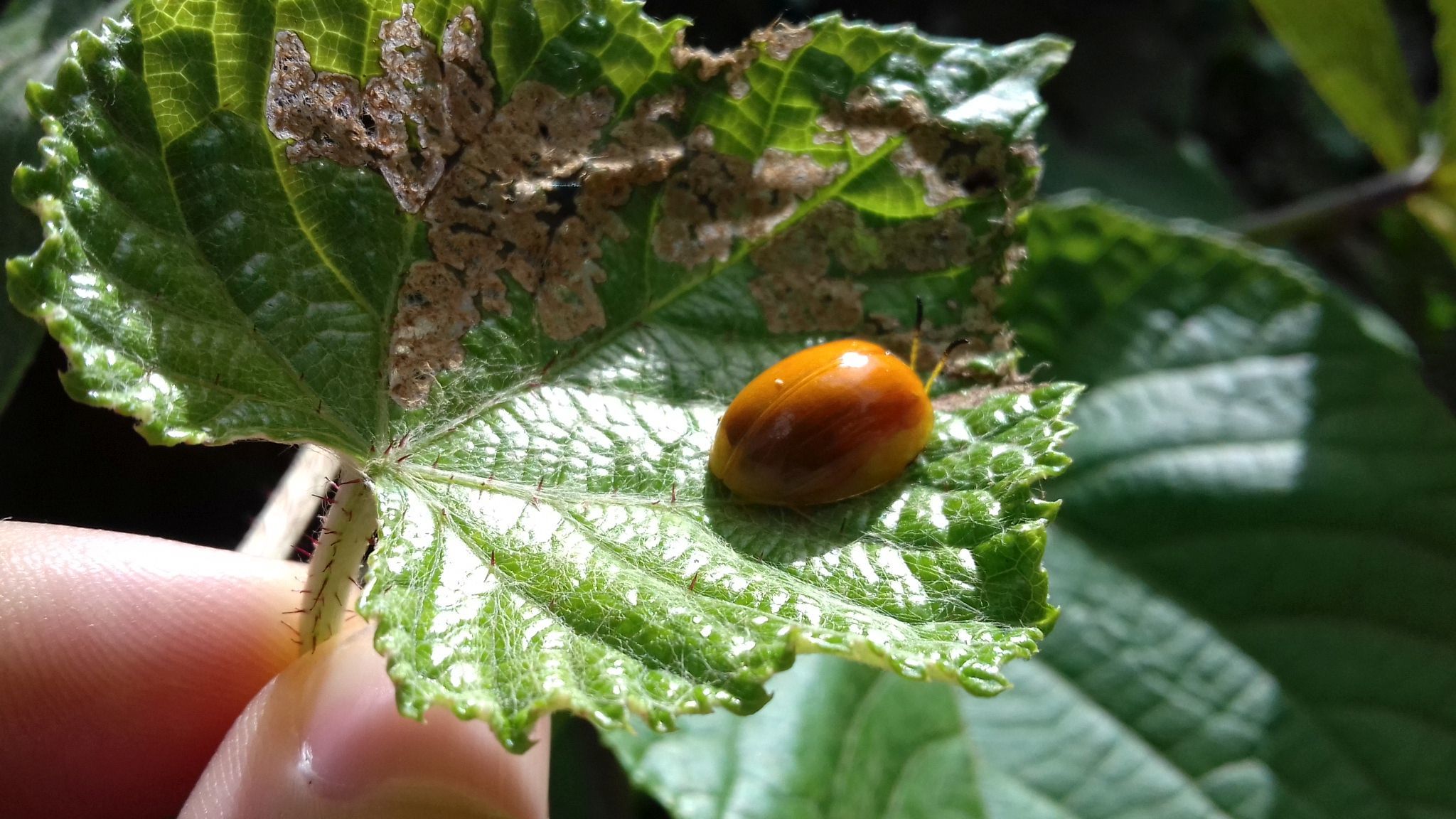 Oides maculatus (Olivier, 1807)