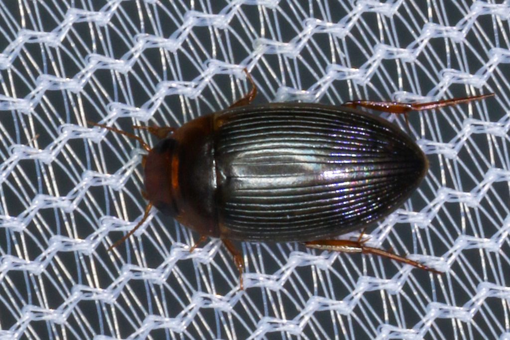 Copelatus glyphicus from Eldersburg, MD, USA on July 3, 2025 at 10:45 ...