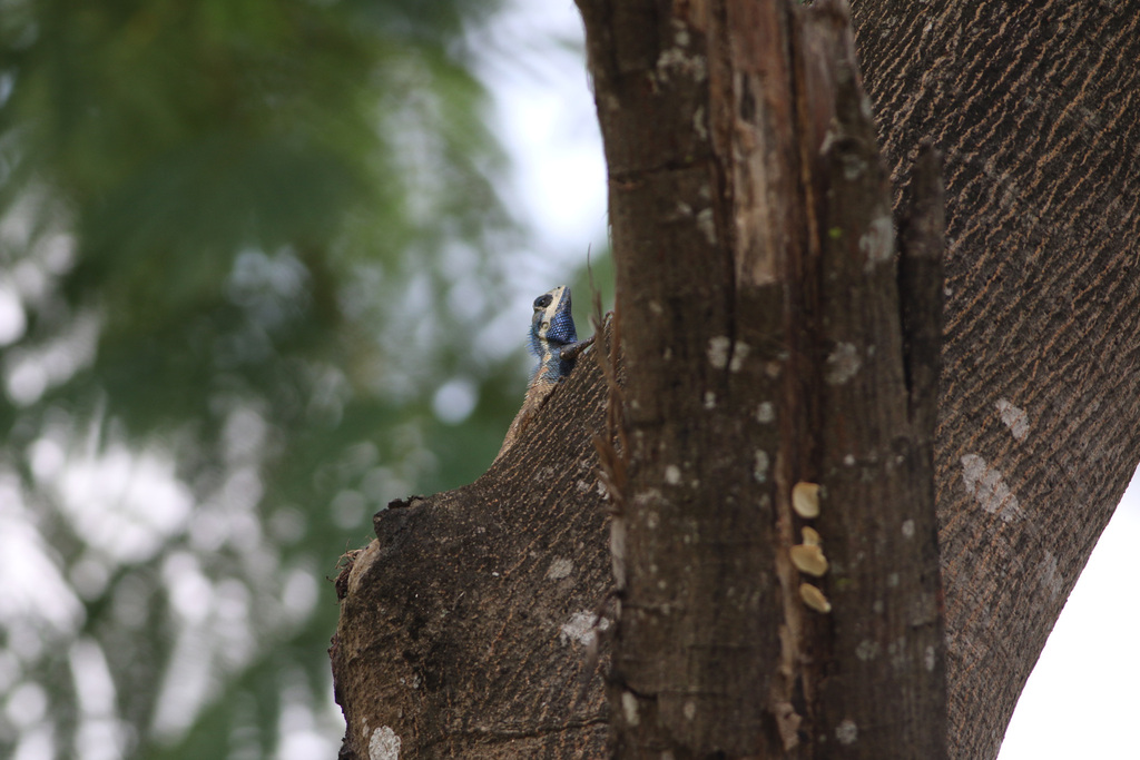 Kachin Blue Crested Agama from 中国云南省德宏傣族景颇族自治州盈江县那邦镇 on June 11, 2024 ...