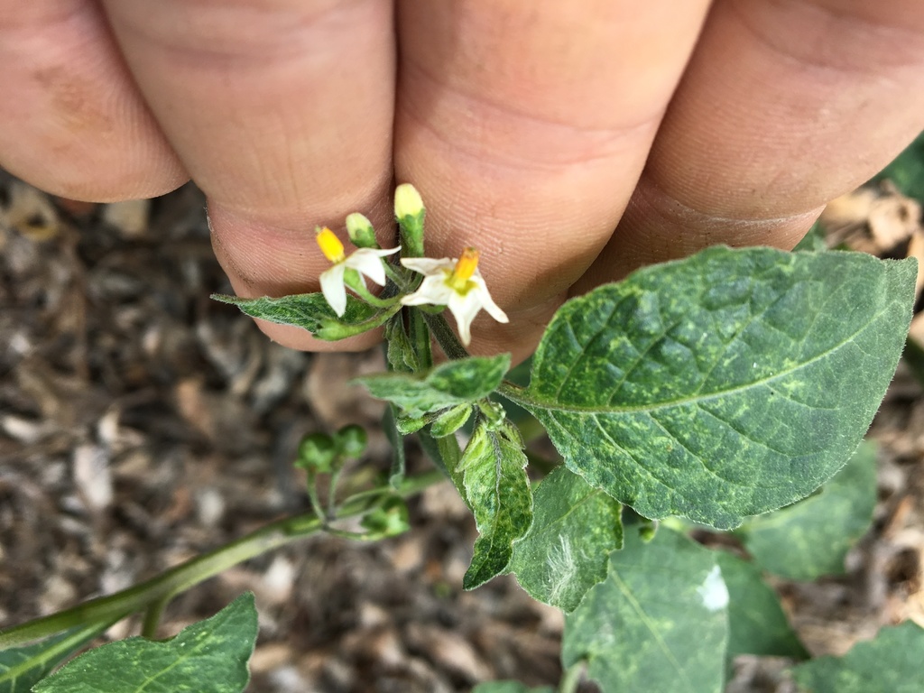 black nightshade in May 2019 by John F. Green · iNaturalist
