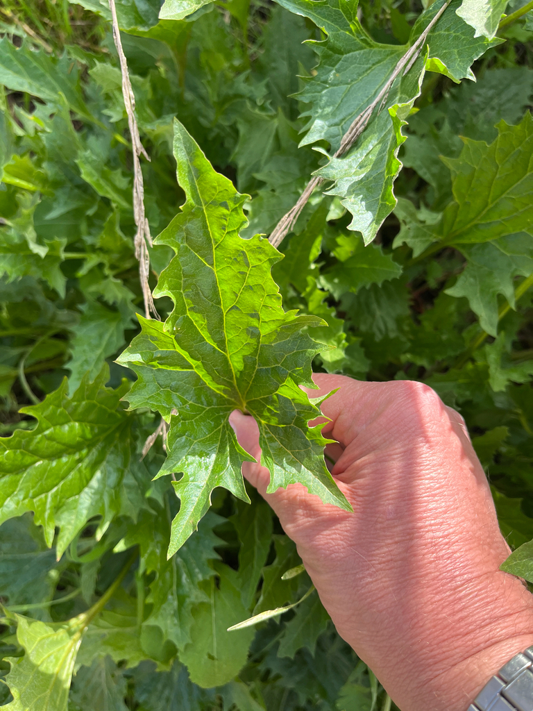 California Goosefoot from San Diego, CA, US on February 7, 2026 at 12: ...