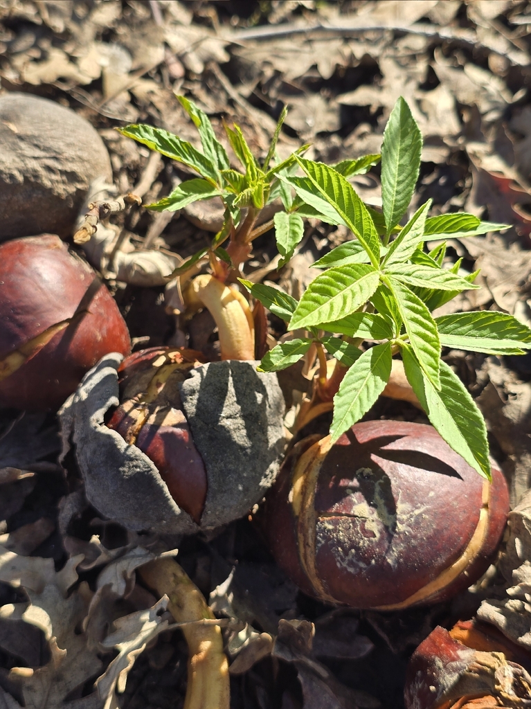 California Buckeye From Winters Ca 95694 Usa On February 07 2026 At