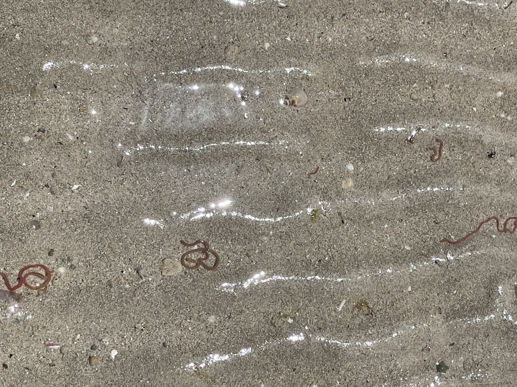 Eunicida from Point Turton SA 5575, Australia on February 7, 2026 at 01 ...