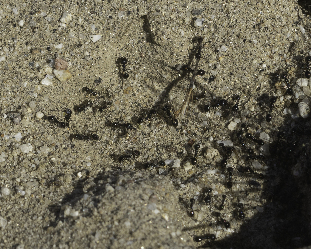 Veromessor pergandei from San Diego County, CA, USA on January 19, 2026 ...