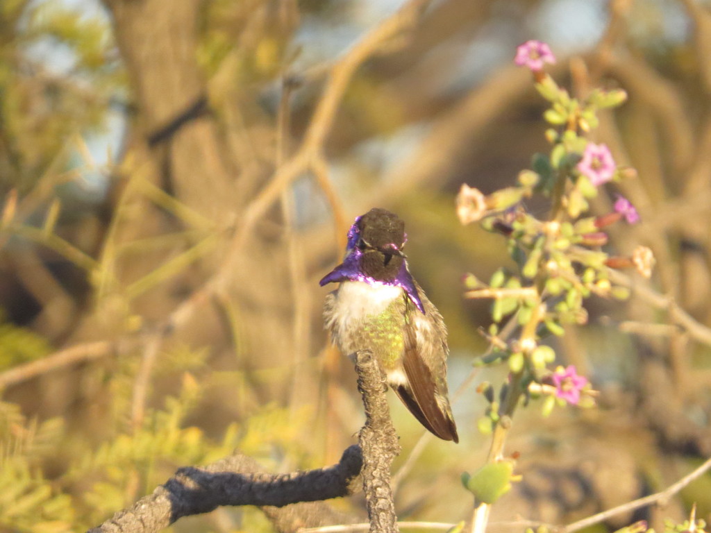 Costa's Hummingbird from Yuma County, AZ, USA on February 8, 2020 at 05 ...