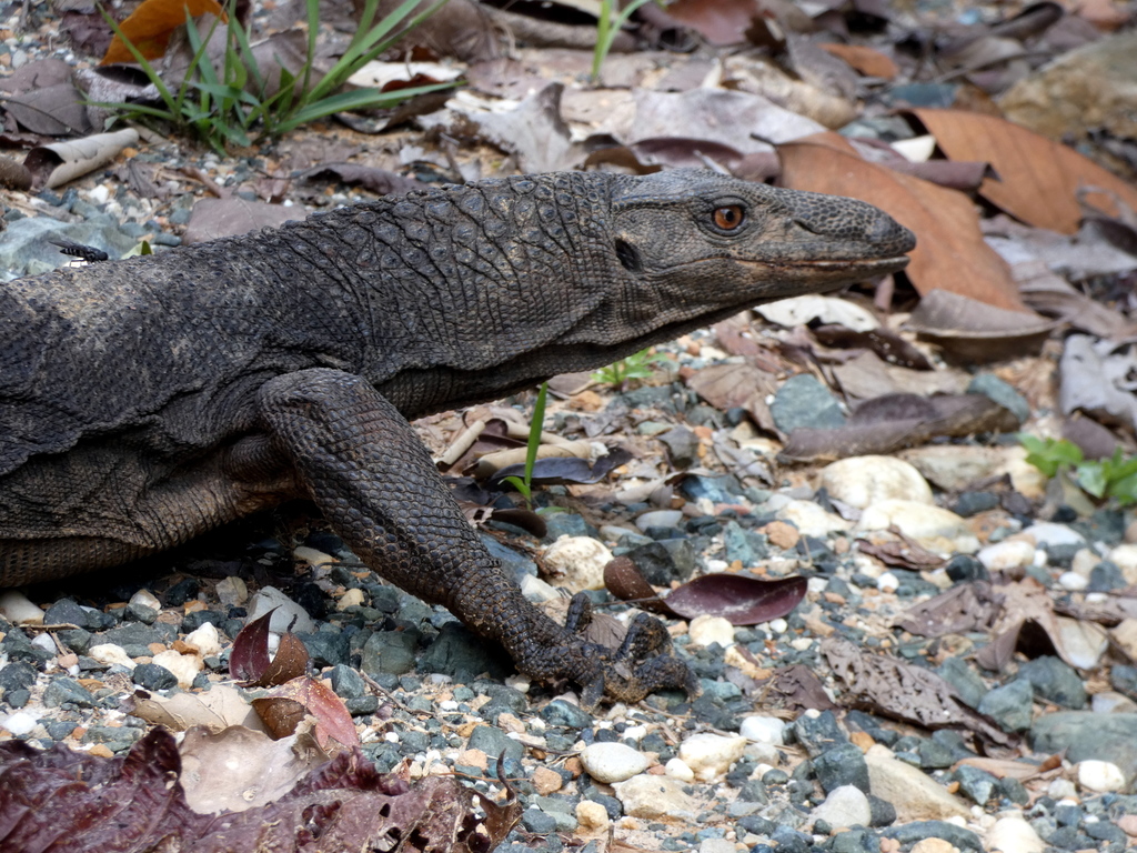 Roughneck Monitor from Bahagian Sandakan, Sabah, Malaysia on May 24 ...