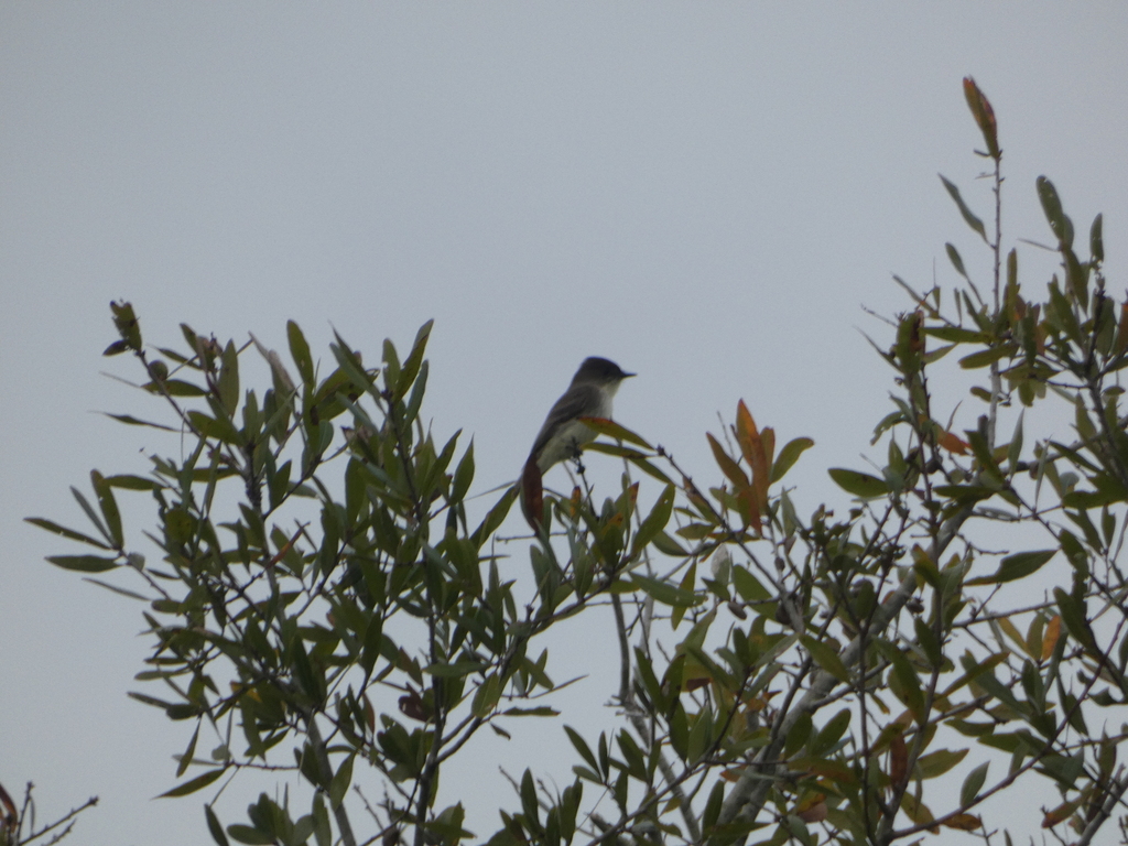 Eastern Phoebe from Florida, Hillsborough, Balm area. Balm Scrub ...