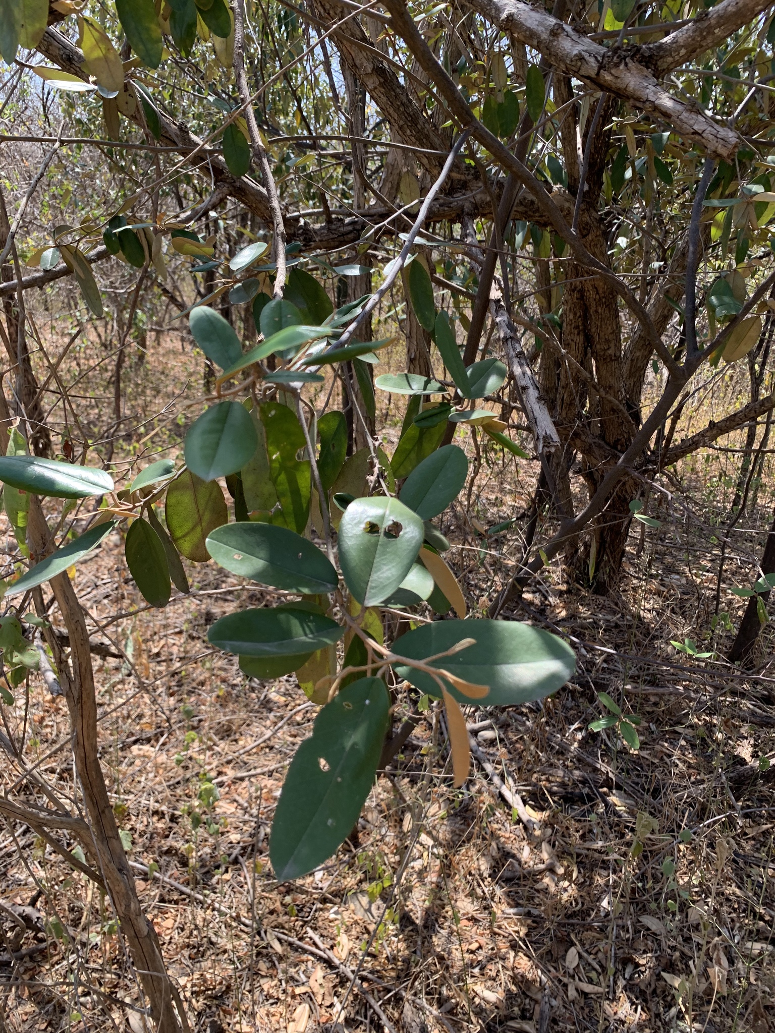 Quadrella odoratissima (Jacq.) Hutch.