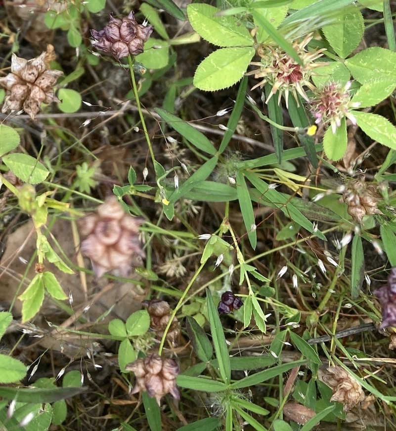 cowbag clover from Fort Ord Habitat Management parcels, Monterey County ...