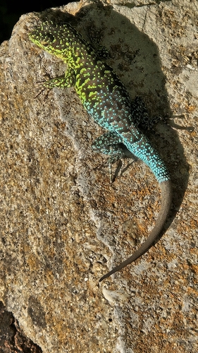 Blue-Green Smooth-throated Lizard (Liolaemus tenuis) - Snakes and Lizards