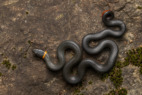 ring-necked snake (Diadophis punctatus) - Snakes and Lizards