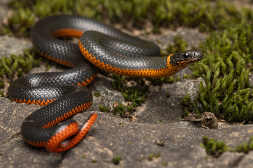 ring-necked snake (Diadophis punctatus) - Snakes and Lizards
