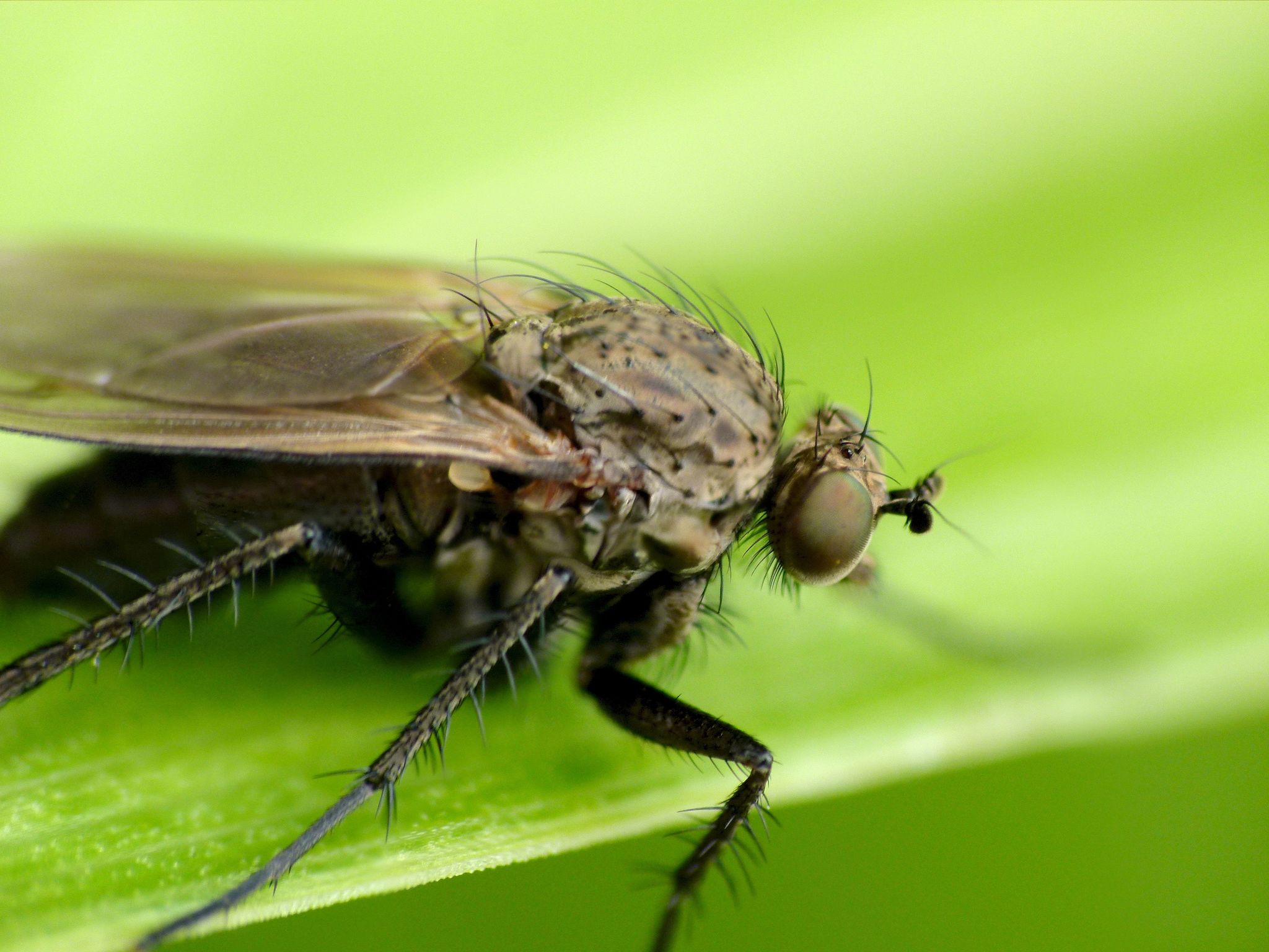 Ostenia robusta Hutton, 1901