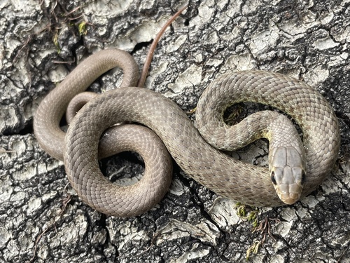 North American Racer (Coluber constrictor) - Snakes and Lizards
