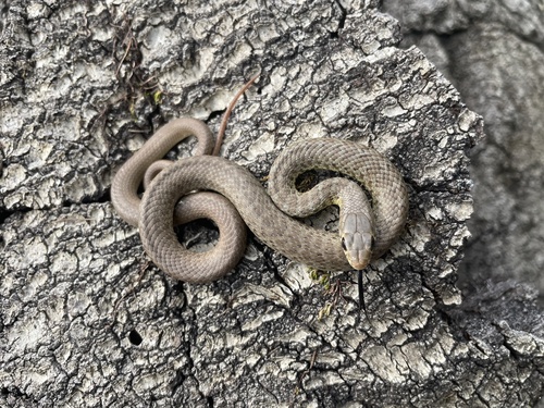 North American Racer (Coluber constrictor) - Snakes and Lizards