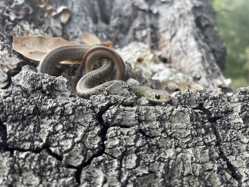 North American Racer (Coluber constrictor) - Snakes and Lizards