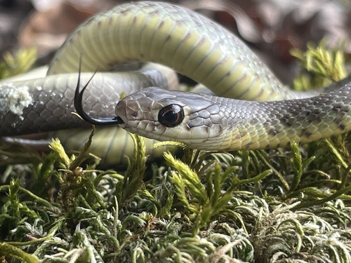 North American Racer (Coluber constrictor) - Snakes and Lizards