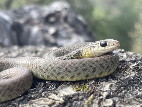North American Racer (Coluber constrictor) - Snakes and Lizards