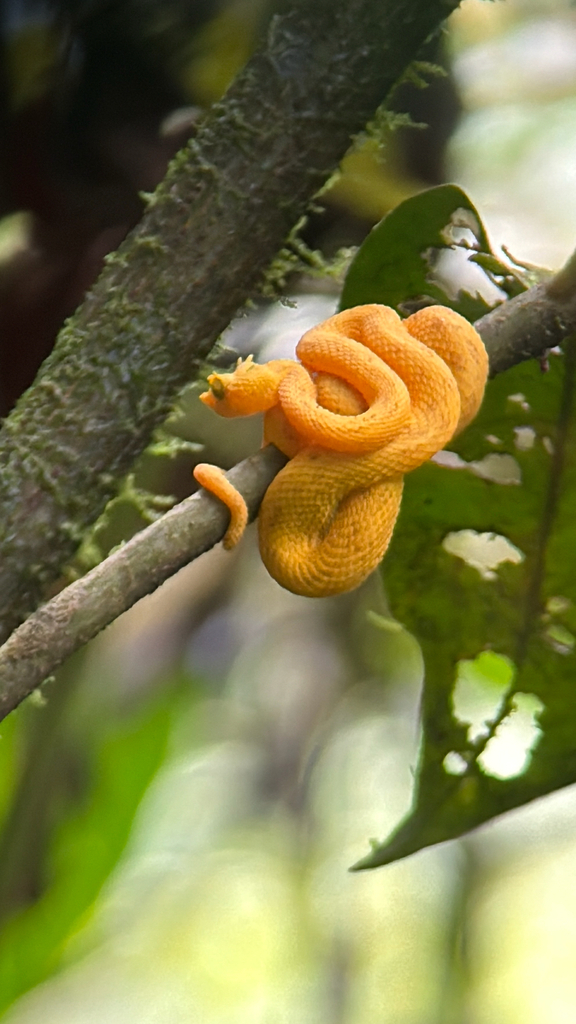 Central American Eyelash-Viper from Puente Vista Arenal, San Carlos ...