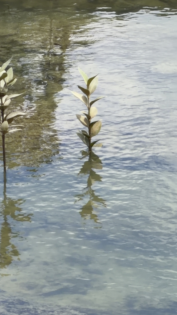 Grey Mangrove from Auckland on February 8, 2026 at 02:51 PM by boselie ...