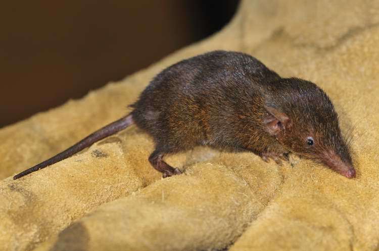 Golden Moles and Tenrecs (Afrosoricida) - Know Your Mammals