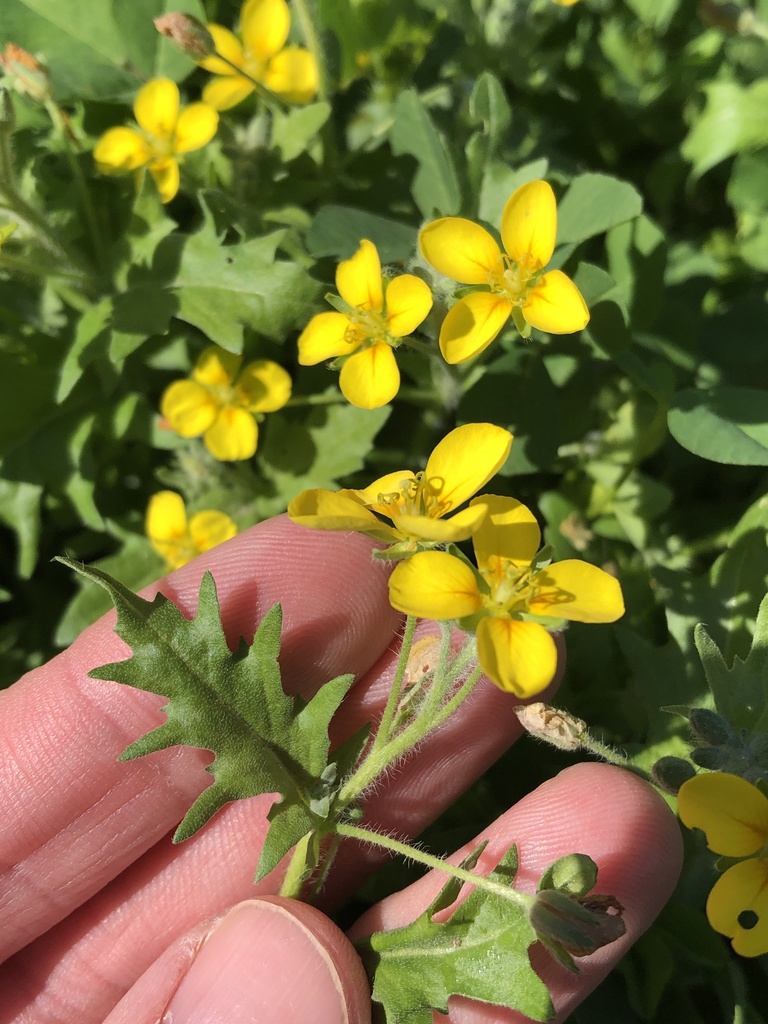 Roughpod Bladderpod from San Patricio County, US-TX, US on February 13 ...