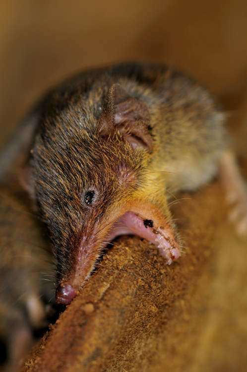 Golden Moles and Tenrecs (Afrosoricida) - Know Your Mammals
