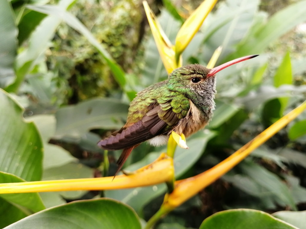 Buff-bellied Hummingbird from Zentla, Ver., México on February 08, 2020 ...
