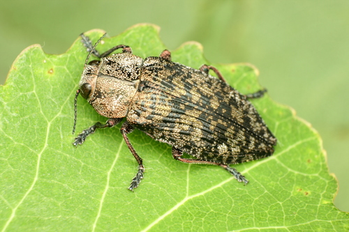Poecilonota variolosa · iNaturalist
