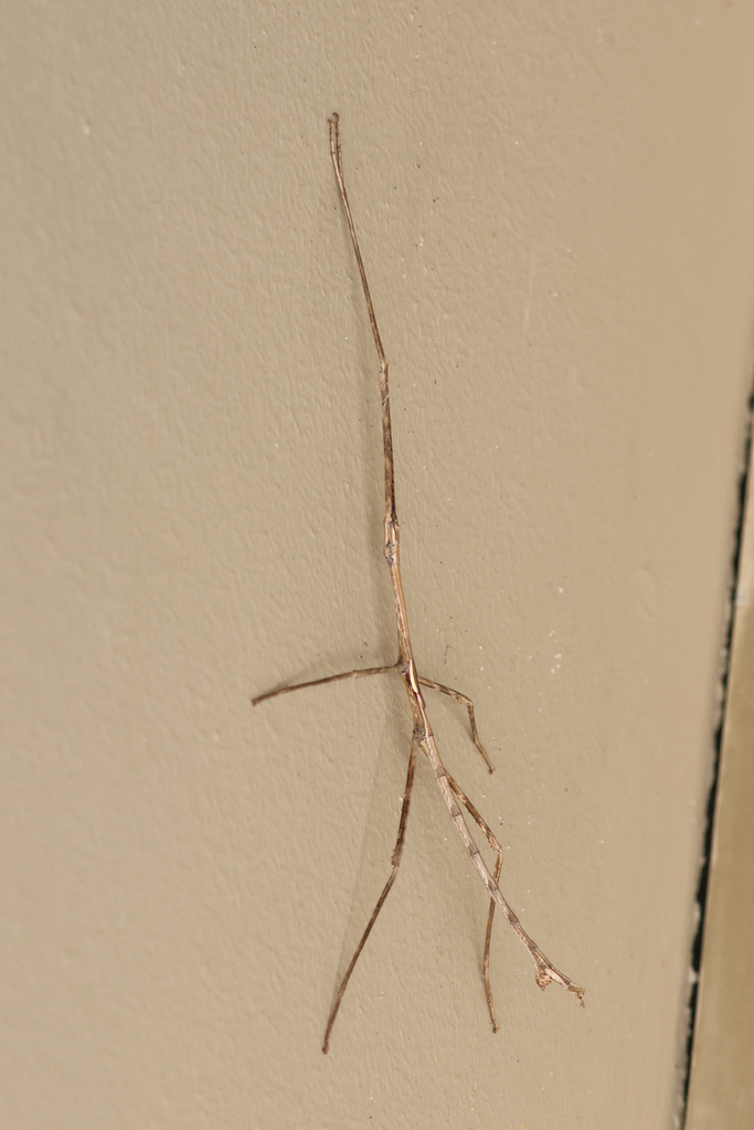 Short-winged Stick Insect from Yallingup WA 6282, Australia on January ...