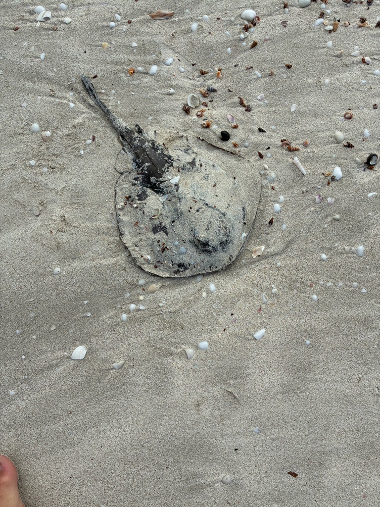 Urolophus from Hardwicke Bay, AU on February 7, 2026 at 10:32 AM by ...