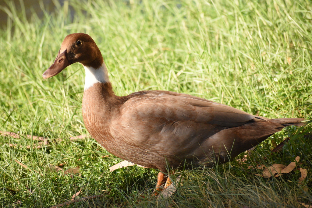 Domestic Mallard from Cnr Flynn and, Selby St, Wembley WA 6018 ...