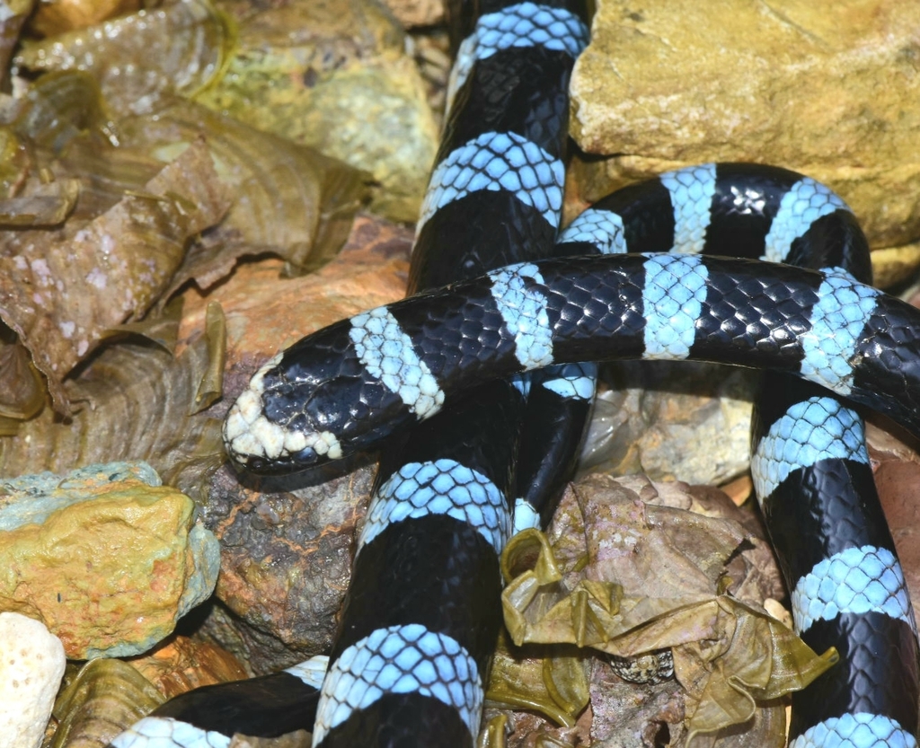 Blue-lipped Sea Krait (Laticauda laticaudata) - Snakes and Lizards