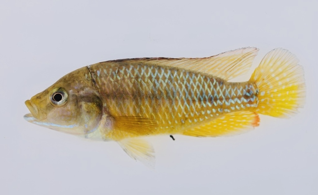 African Cichlids from Kawambwa, ZM-LP, ZM on February 8, 2026 at 05:38 ...